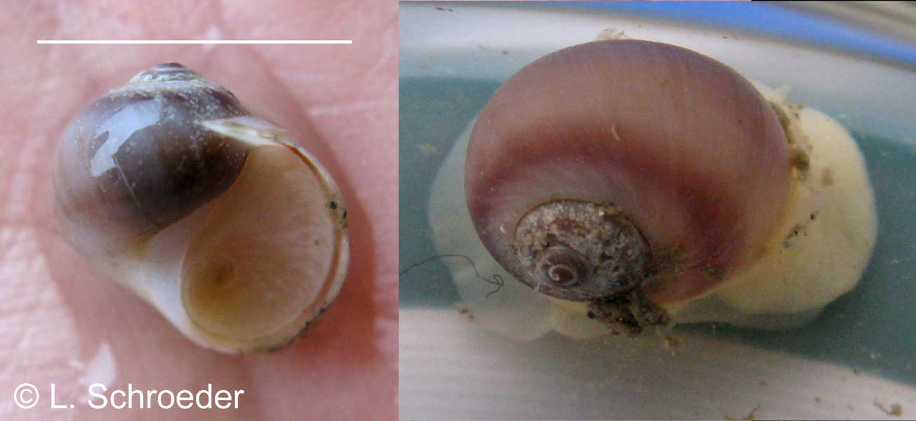 Gastropods - Velutinidae, Naticidae